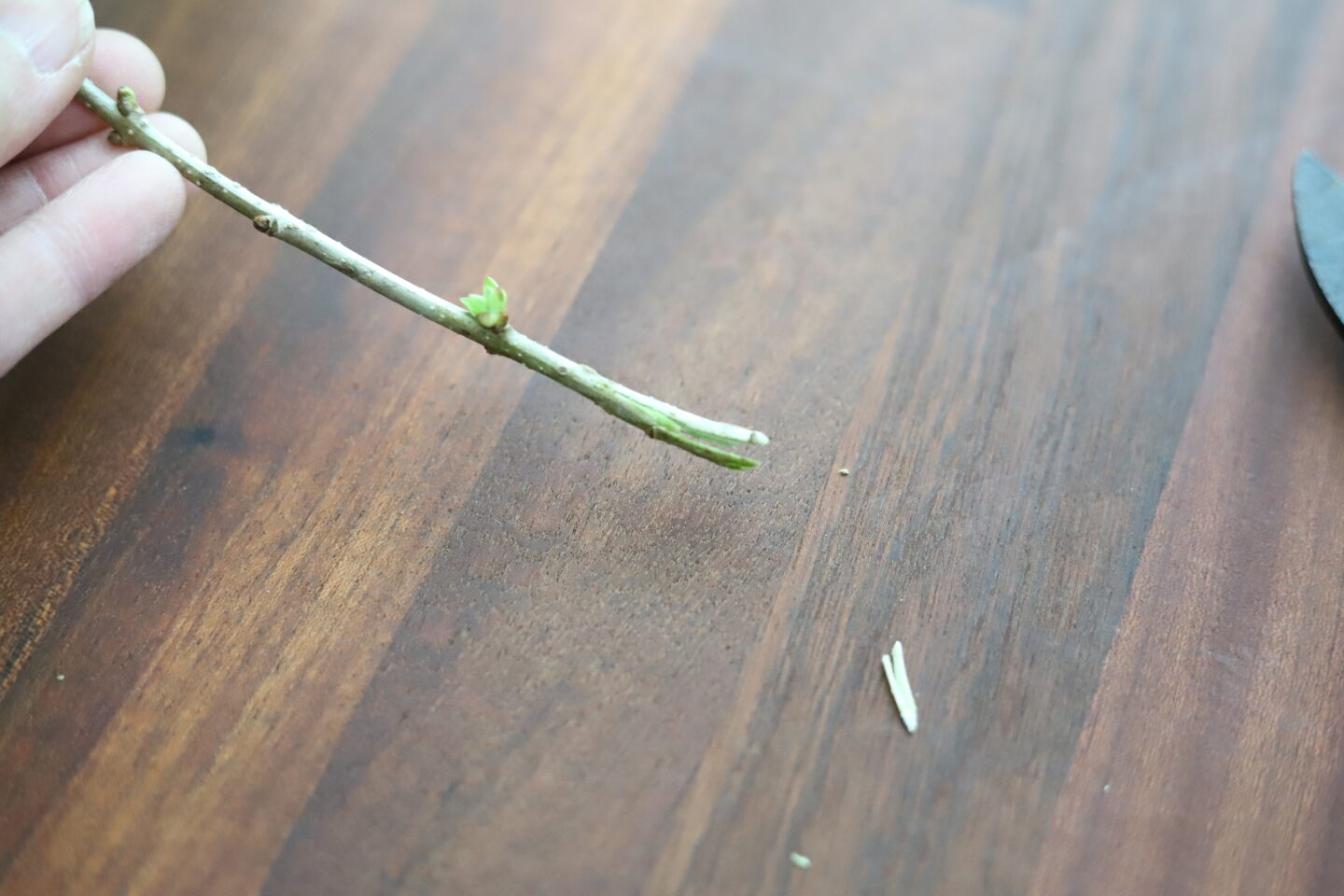 How To Keep Fresh Cut Lilacs From Drooping - Gracefully Home