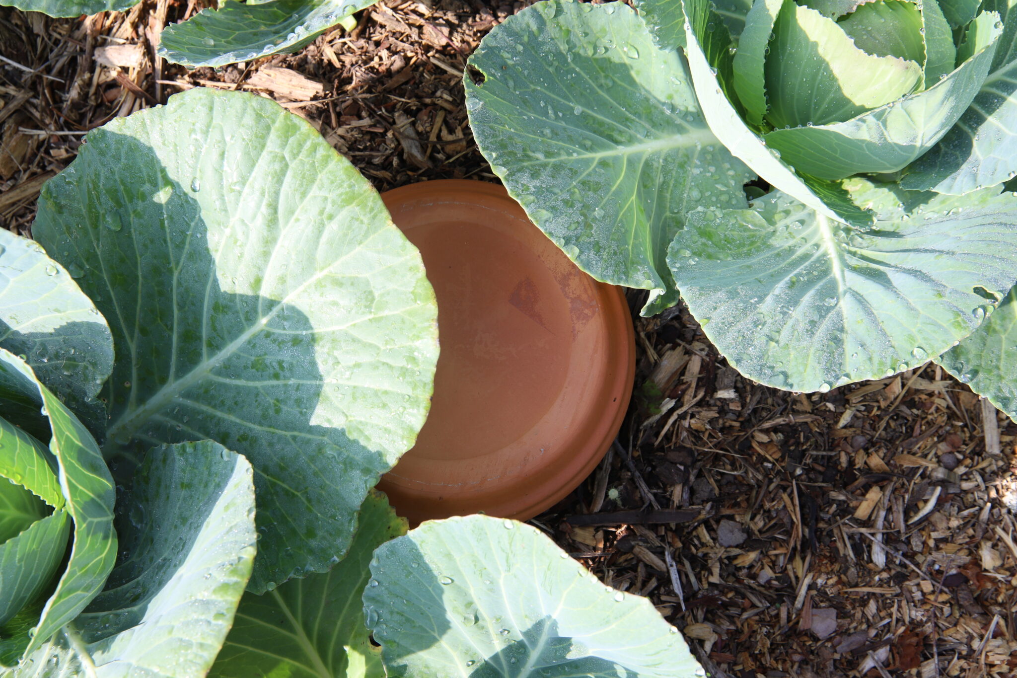 DIY Olla Watering Pot - Gracefully Home